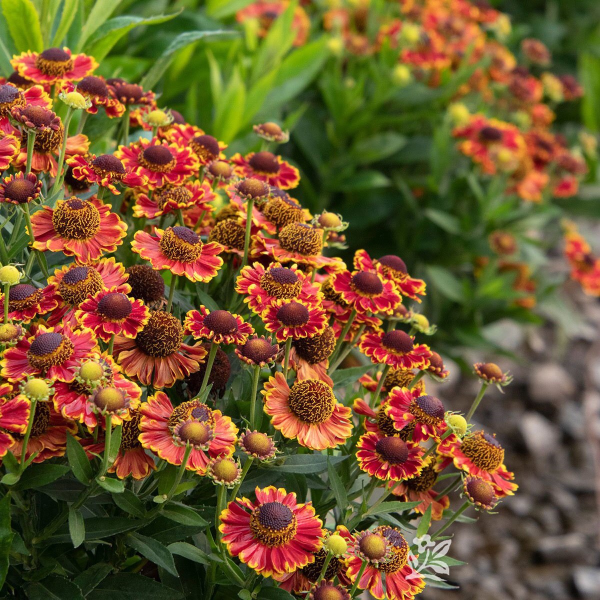 Helenium Autumnale Mariachi Bandera Sneezeweed | SiteOne