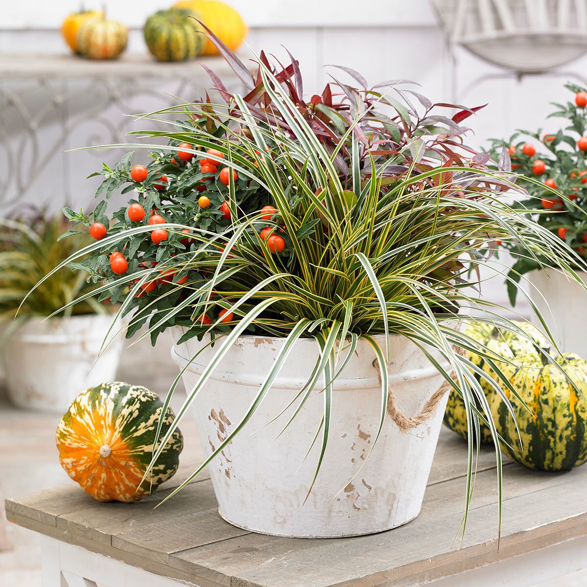 Carex Oshimensis EverColor Everglow Variegated Sedge | SiteOne