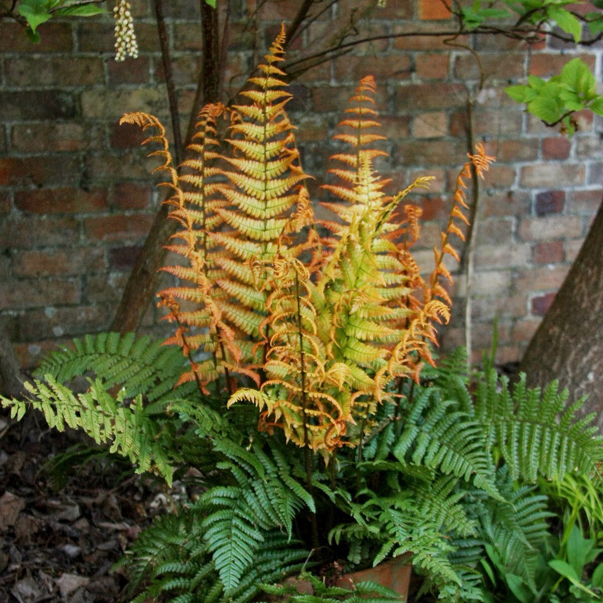 Dryopertis Wallichiana Jurassic Gold Alpine Wood Fern | SiteOne