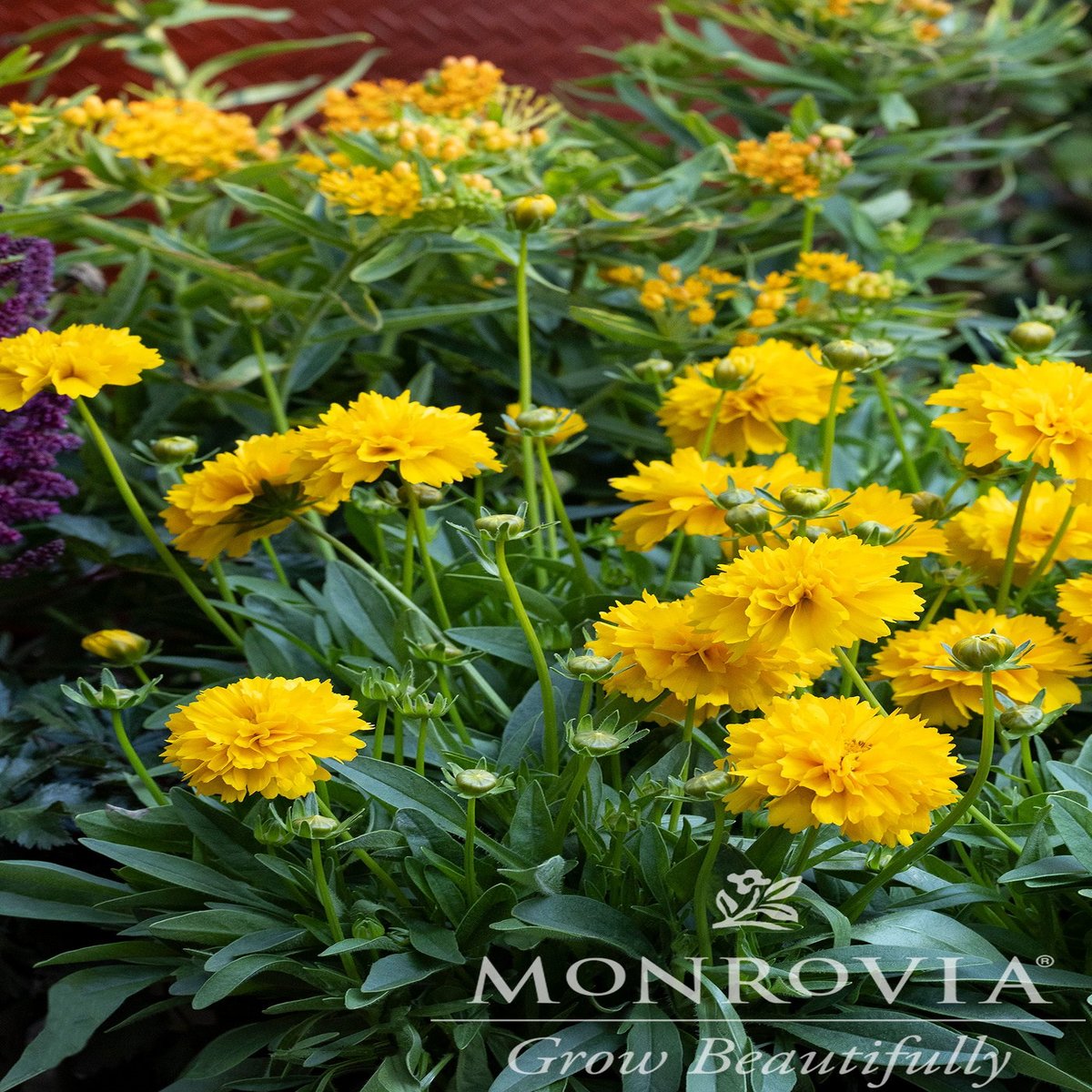 Coreopsis Grandiflora Solanna Sunshine Tickseed | SiteOne