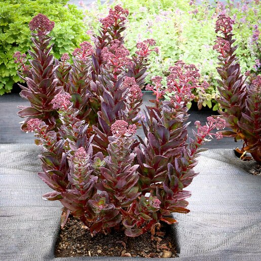 Sedum Telephium Conga Line Stonecrop | SiteOne