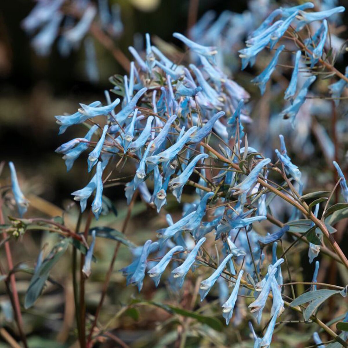 Corydalis Flexuosa Porcelain Blue Hillier Fumewort | SiteOne