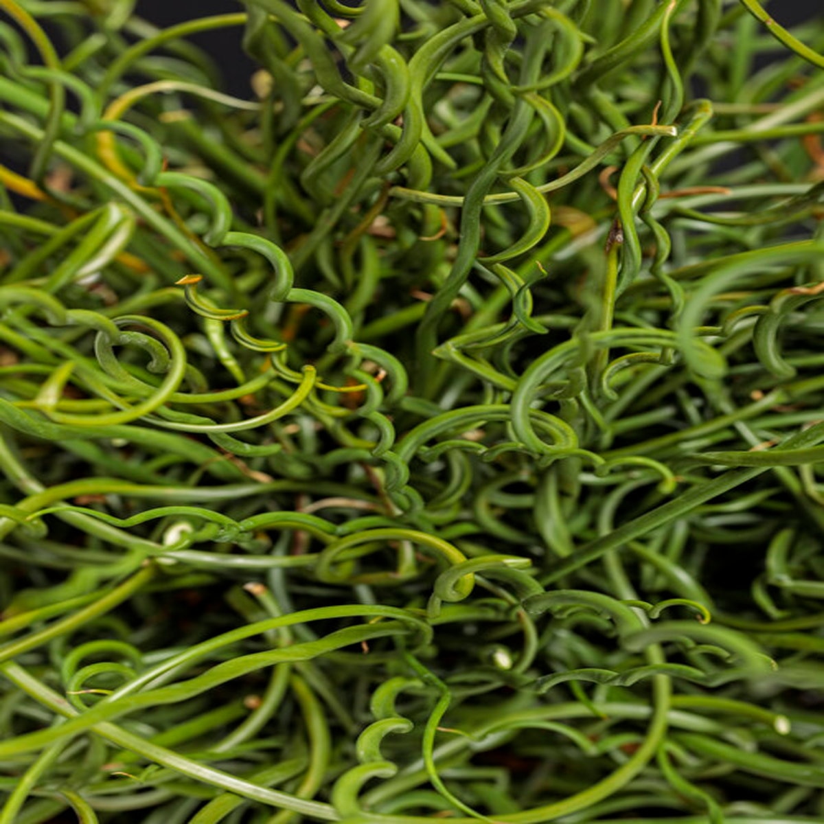 Juncus Effusus Curly Wurly Corkscrew Rush | SiteOne
