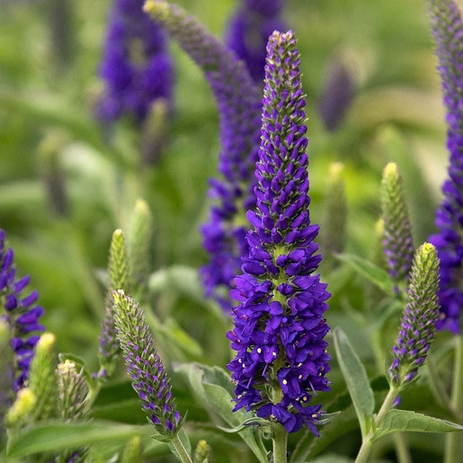 Veronica Longifolia Vernique Dark Blue Speedwell | SiteOne