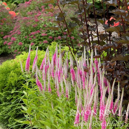 Veronica X Perfectly Picasso Speedwell | SiteOne