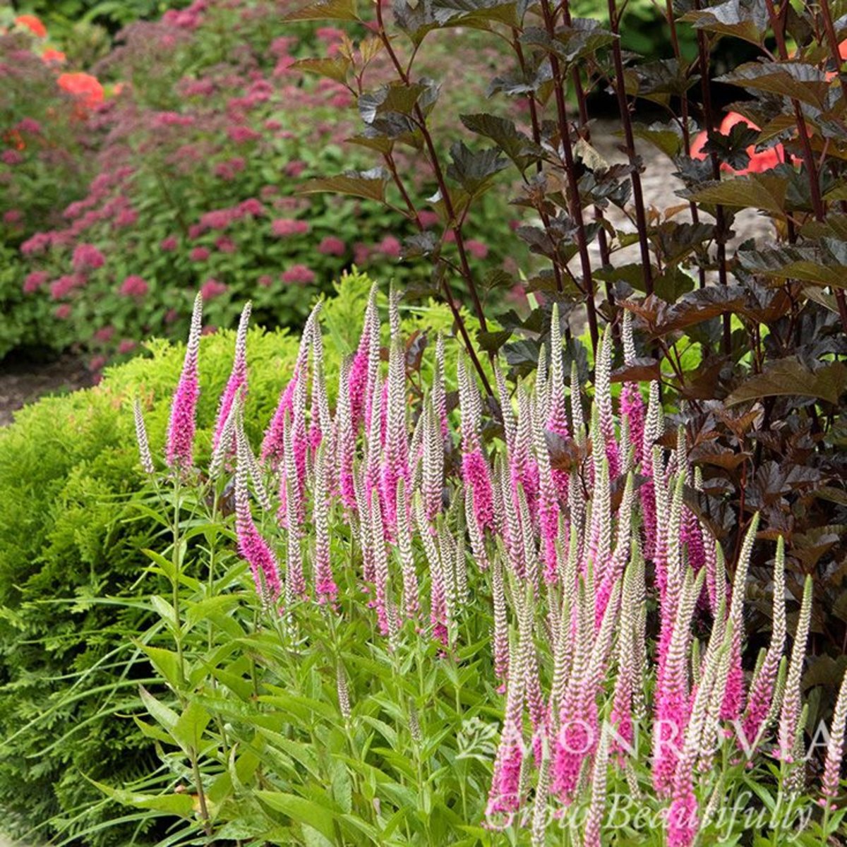 Veronica X Perfectly Picasso Speedwell | SiteOne