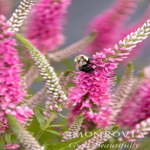 Veronica X Perfectly Picasso Speedwell | SiteOne