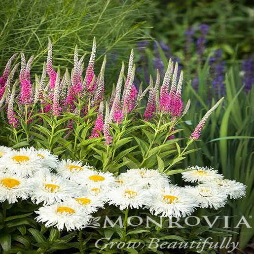 Veronica X Perfectly Picasso Speedwell | SiteOne