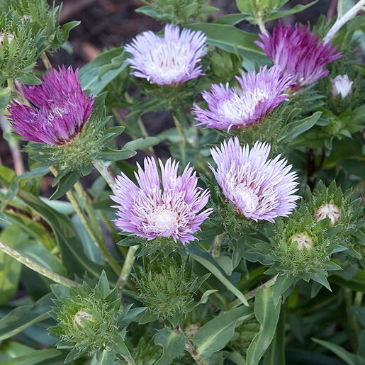 Stokesia Laevis Colorwheel Stokes Aster | SiteOne