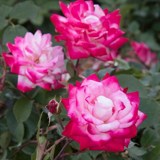 Rosa X Grace N Grit Meiryezza Pink Bicolor Shrub Rose | SiteOne