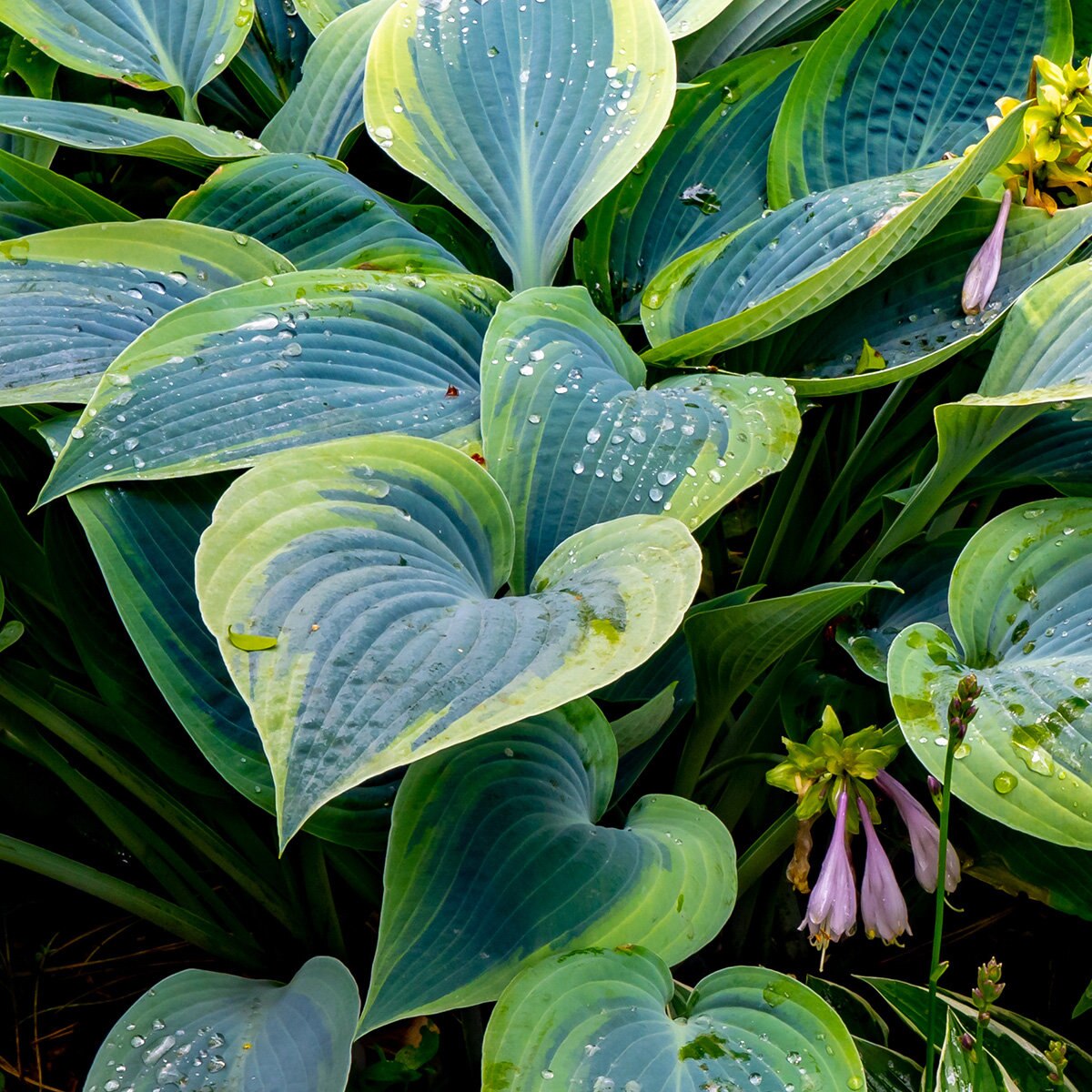 Hosta Victory Plantain Lily | SiteOne