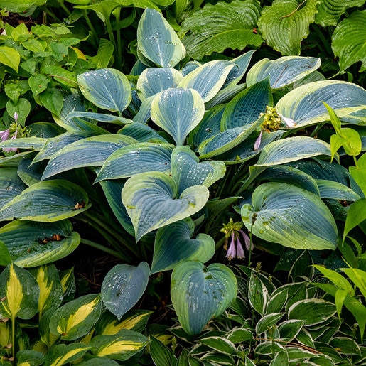 Hosta Victory Plantain Lily | SiteOne