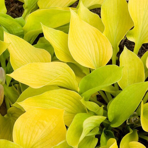 Hosta Golden Prayers Plantain Lily | SiteOne