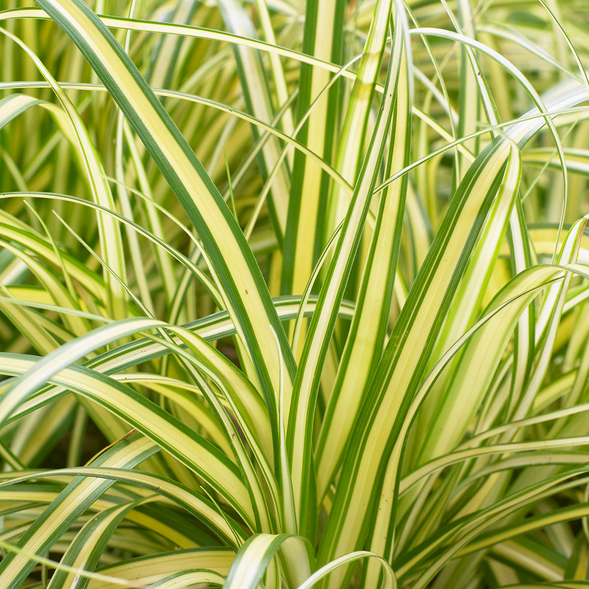 Carex Oshimensis EverColor Everoro Variegated Sedge | SiteOne