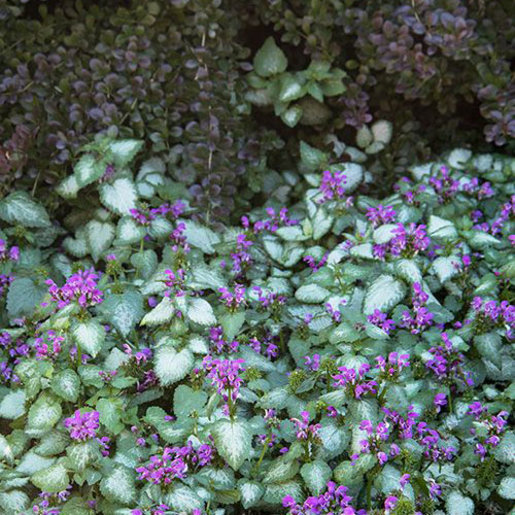 Lamium Maculatum Purple Dragon Deadnettle | SiteOne
