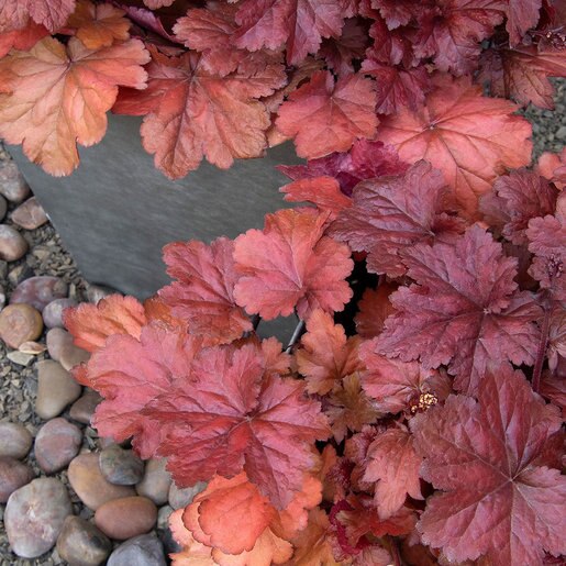 Heuchera X Forever Red Coral Bells | SiteOne