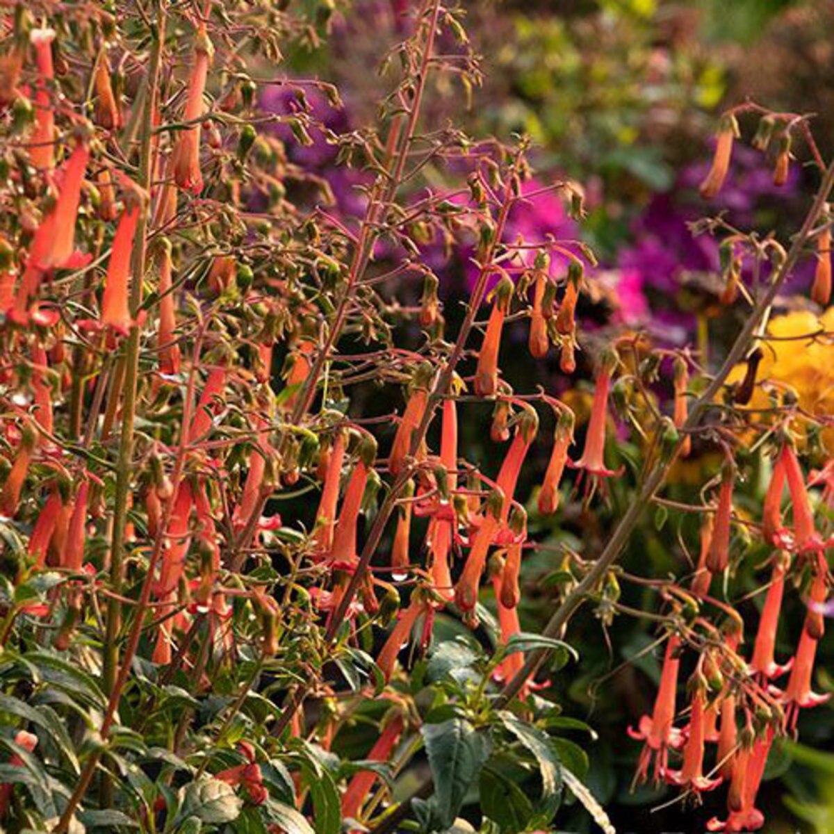 Phygelius X Colorburst Orange Cape Fuchsia | SiteOne