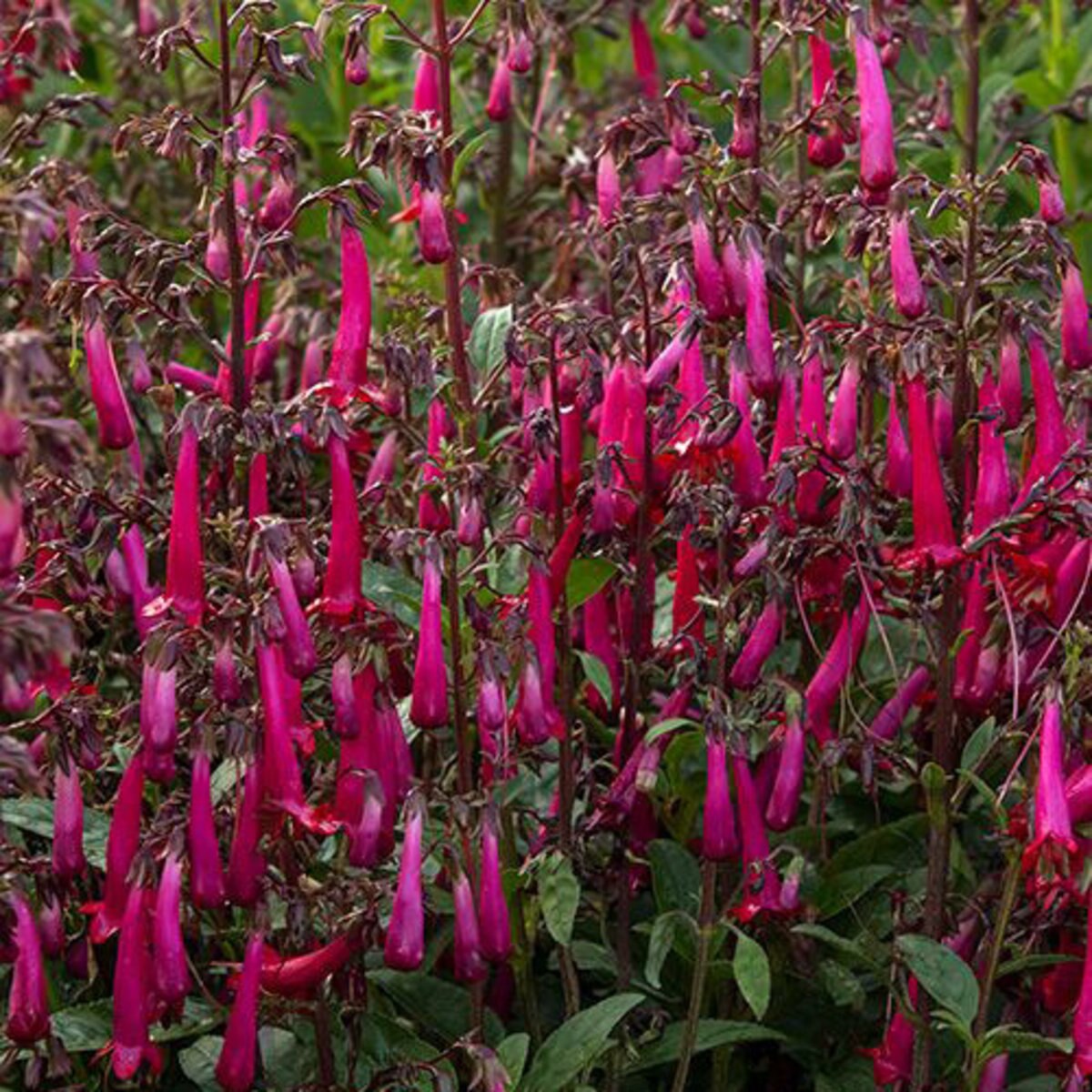 Phygelius X Colorburst Rose Cape Fuchsia | SiteOne
