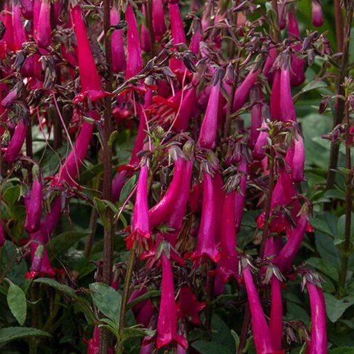 Phygelius X Colorburst Rose Cape Fuchsia | SiteOne