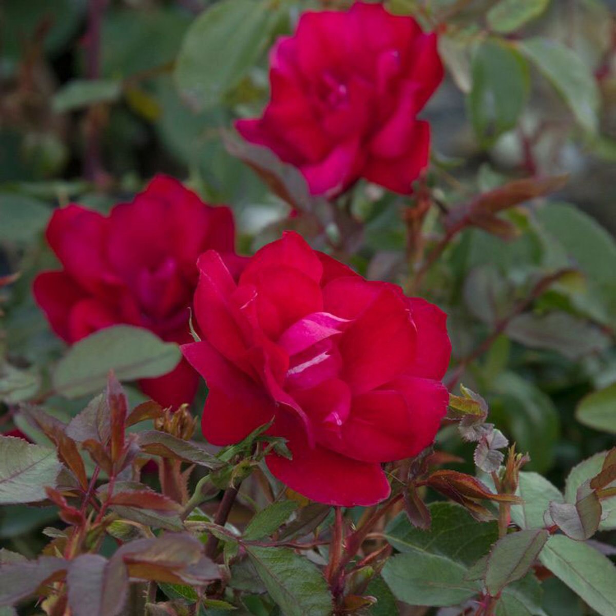 Rosa X Grace N Grit Meizygglie Red Shrub Rose | SiteOne