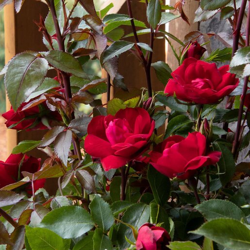 Rosa X Grace N Grit Meizygglie Red Shrub Rose | SiteOne