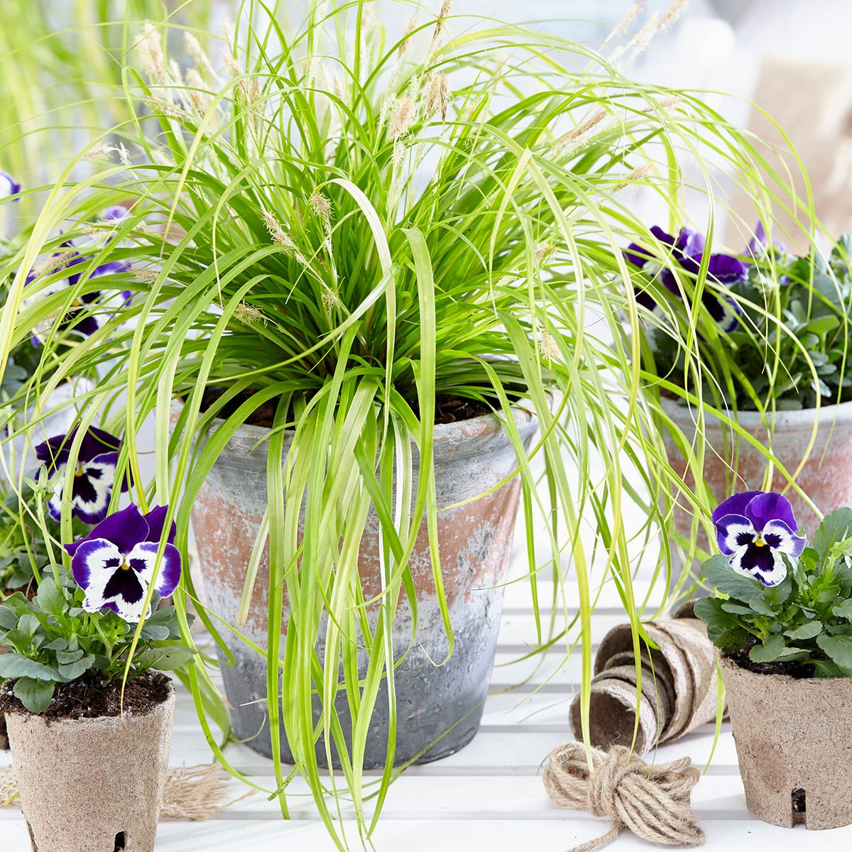 Carex Oshimensis EverColor Everillo Sedge | SiteOne