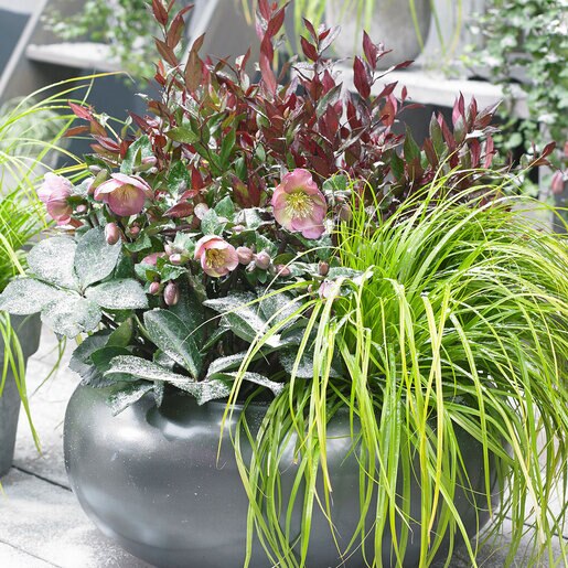 Carex Oshimensis EverColor Everillo Sedge | SiteOne