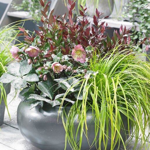 Carex Oshimensis EverColor Everillo Sedge | SiteOne