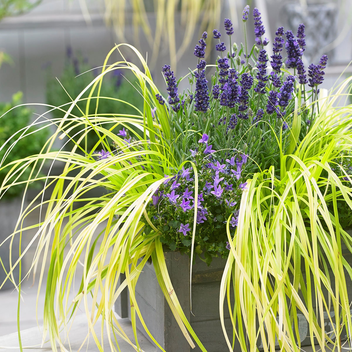 Carex Oshimensis EverColor Everillo Sedge | SiteOne