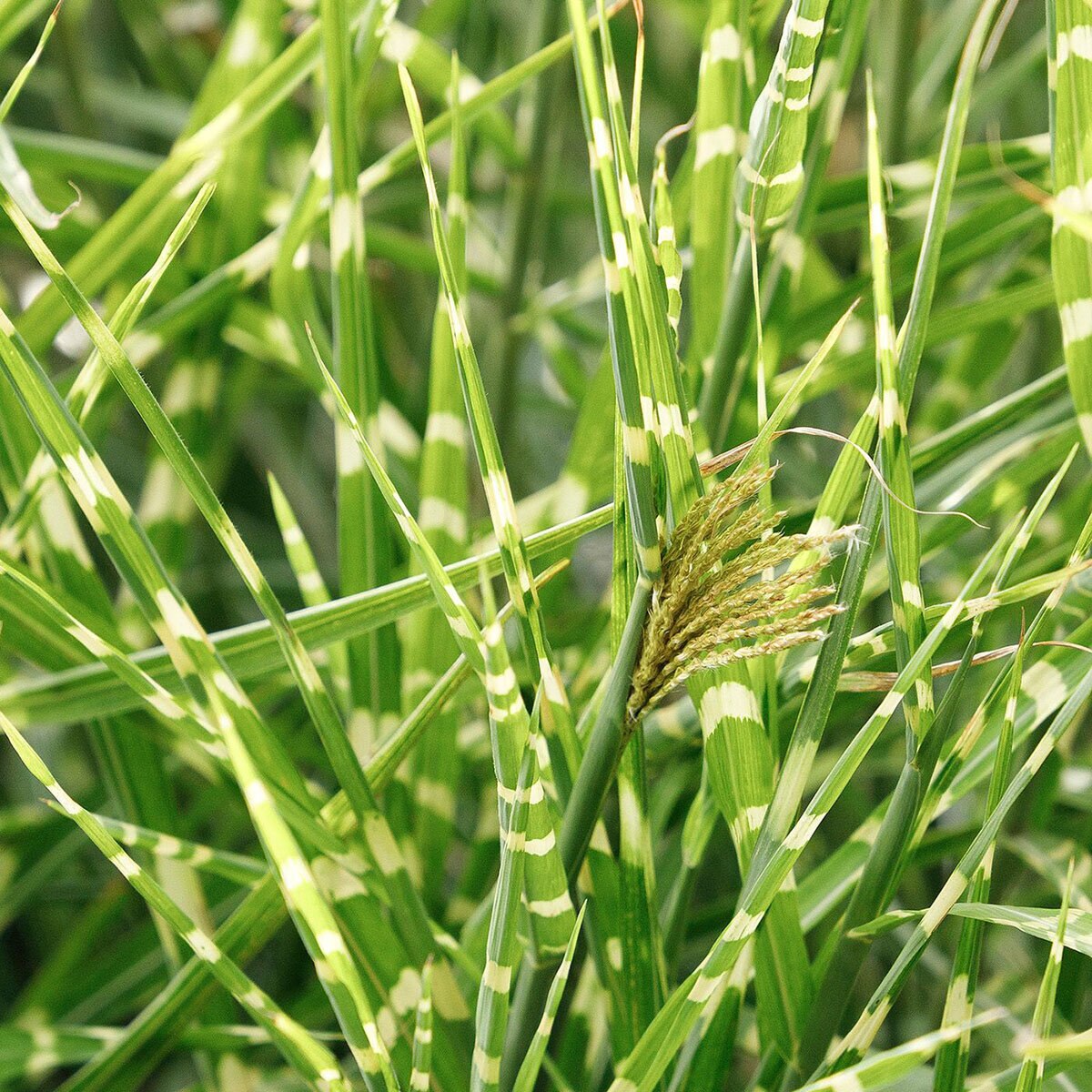 Miscanthus Sinensis Bandwidth Maiden Grass | SiteOne