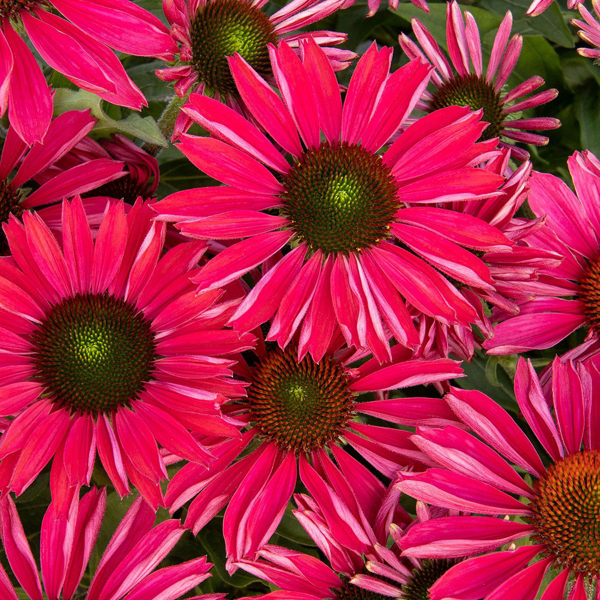 Echinacea X Kismet Raspberry Coneflower | SiteOne