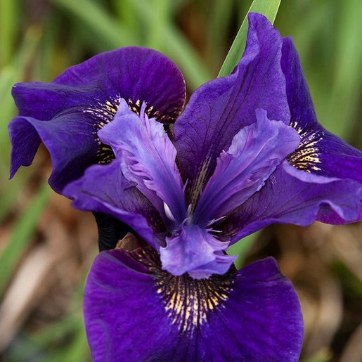 Iris Sibirica Ruffled Velvet Siberian Iris | SiteOne