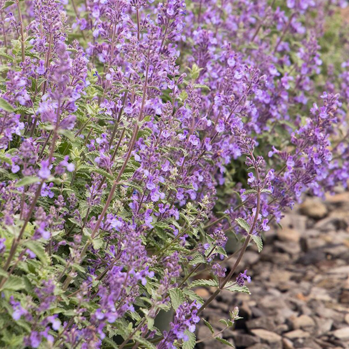 Nepeta Racemosa Walkers Low Catmint | SiteOne