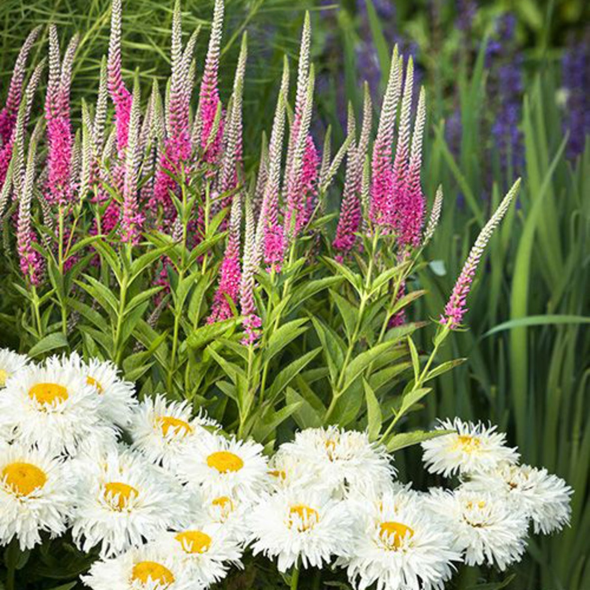 Veronica X Perfectly Picasso Speedwell | SiteOne