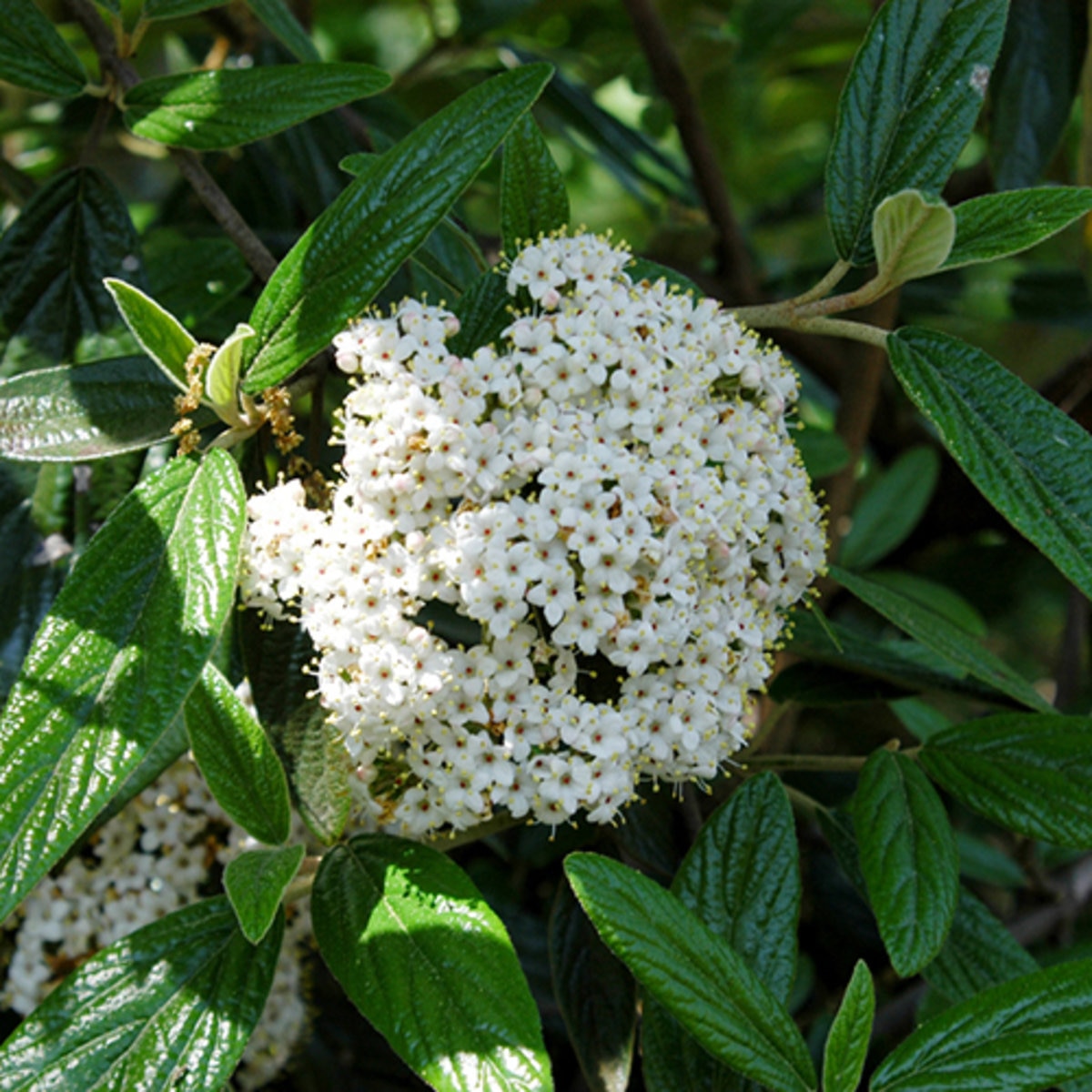Viburnum X Pragense
