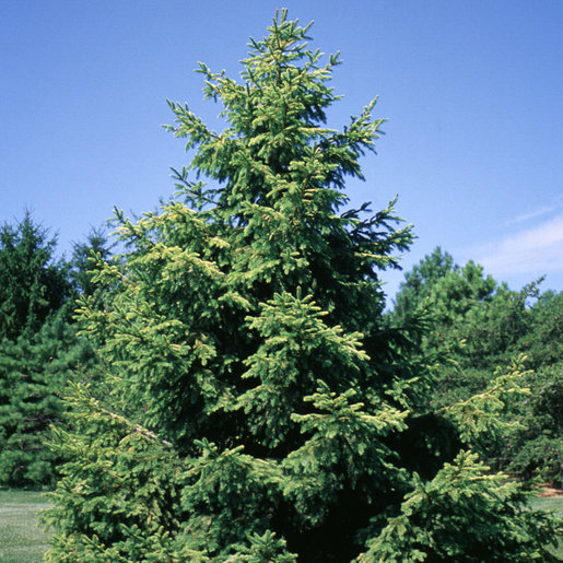 Picea Abies Aurea Golden Norway Spruce | SiteOne