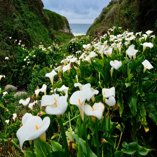 Zantedeschia Aethiopica Giant White Calla Lily | SiteOne