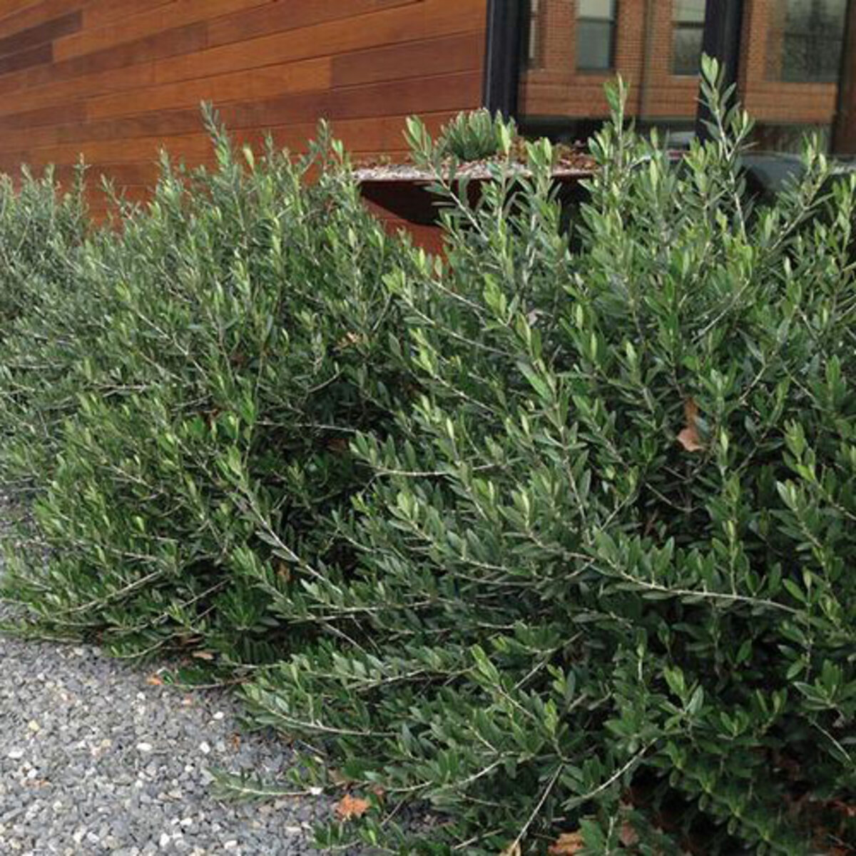 Olea Europaea Dwarf Olive | SiteOne