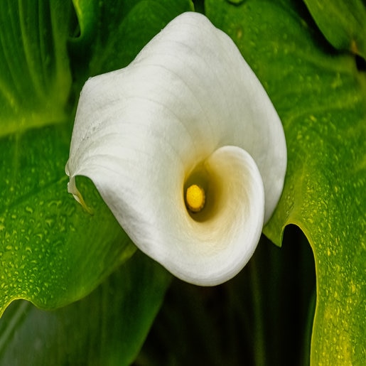 Zantedeschia Aethiopica Giant White Calla Lily | SiteOne