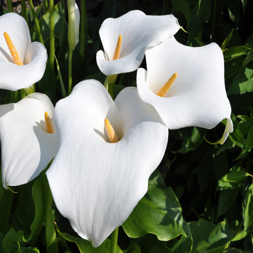 Zantedeschia Aethiopica Giant White Calla Lily | SiteOne
