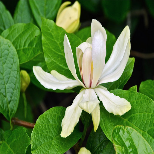 Calycanthus X Venus Sweet Shrub | SiteOne