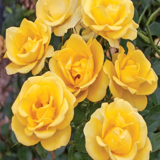 Rosa Floribunda Meianycid Gilded Sun Rose | SiteOne