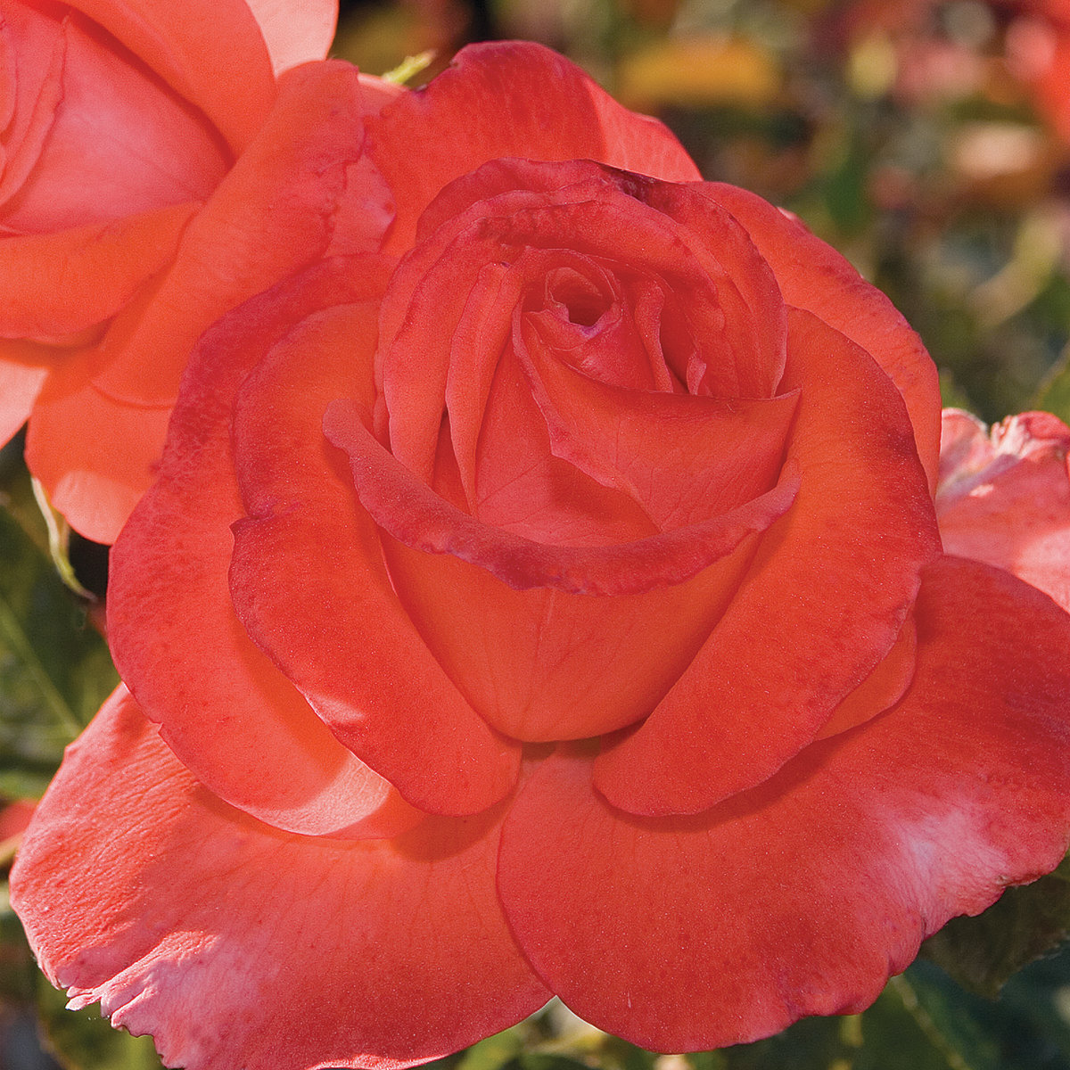 Rosa Grandiflora Lasting Peace Rose | SiteOne