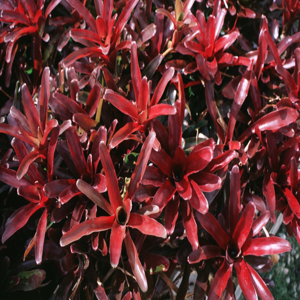 Neoregelia X Super Fireball Bromeliad | SiteOne