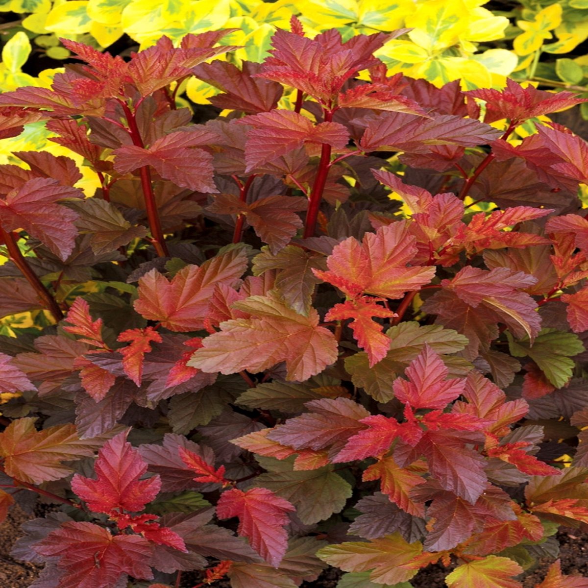 Physocarpus Opulifolius Coppertina Ninebark | SiteOne