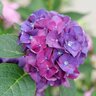 Hydrangea Macrophylla Wee Bit Grumpy Bigleaf Hydrangea | SiteOne