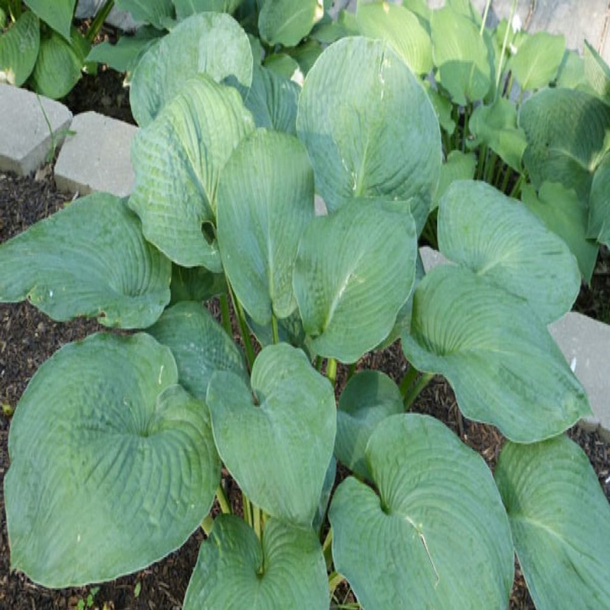 Hosta Bressingham Blue Plantain Lily | SiteOne