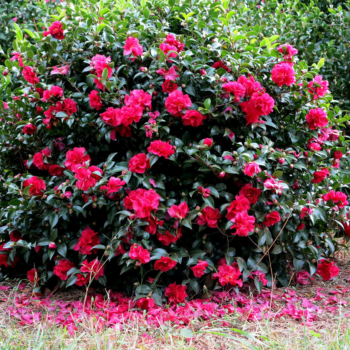 Camellia Sasanqua October Magic Ruby Camellia | SiteOne