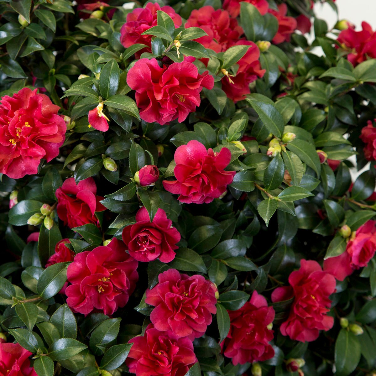 Camellia Sasanqua October Magic Ruby Camellia | SiteOne