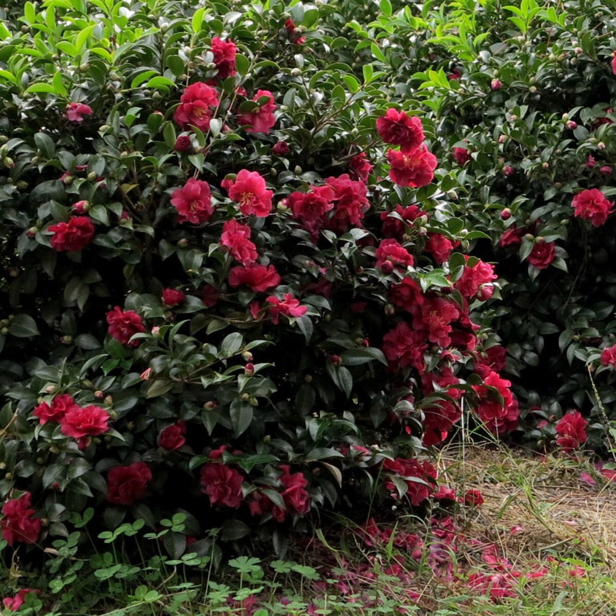 Camellia Sasanqua October Magic Ruby Camellia | SiteOne